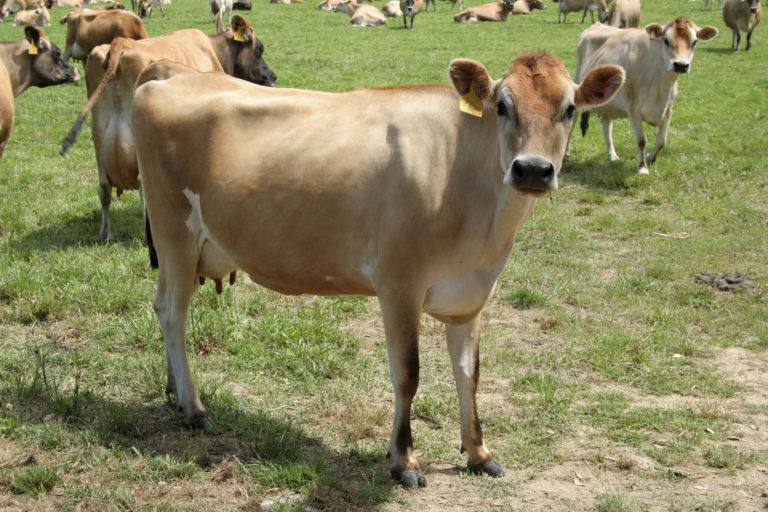 Import heifers | Pedigree registered heifers | Firma Schaap export