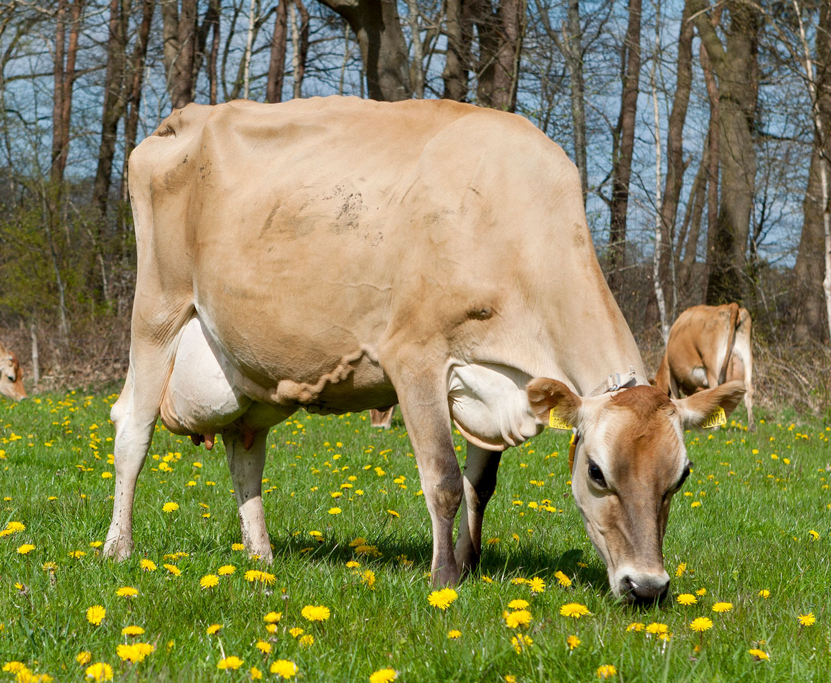 Import heifers | Pedigree registered heifers | Firma Schaap export